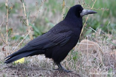 Pajareando: Un ejemplar de graja (Corvus frugilegus) en Casalarreina ...